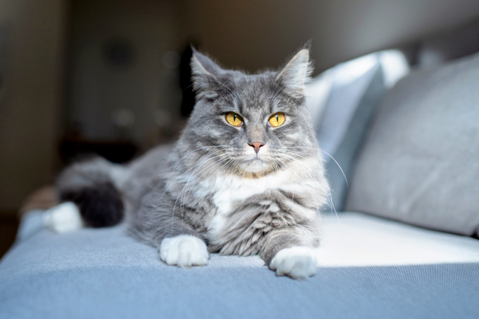 The most beloved cats are more likely to be destructive • Earth.com