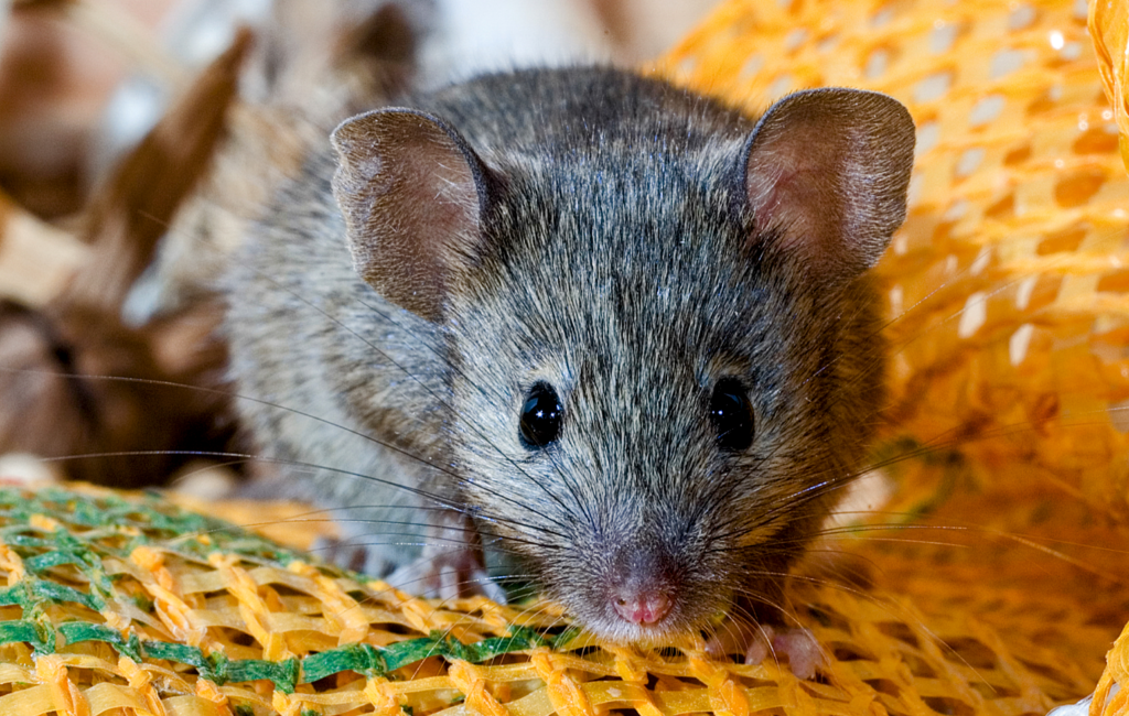 Study reveals the genetic diversity of the wild house mouse - Earth.com