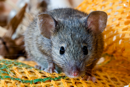 Study reveals the genetic diversity of the wild house mouse • Earth.com