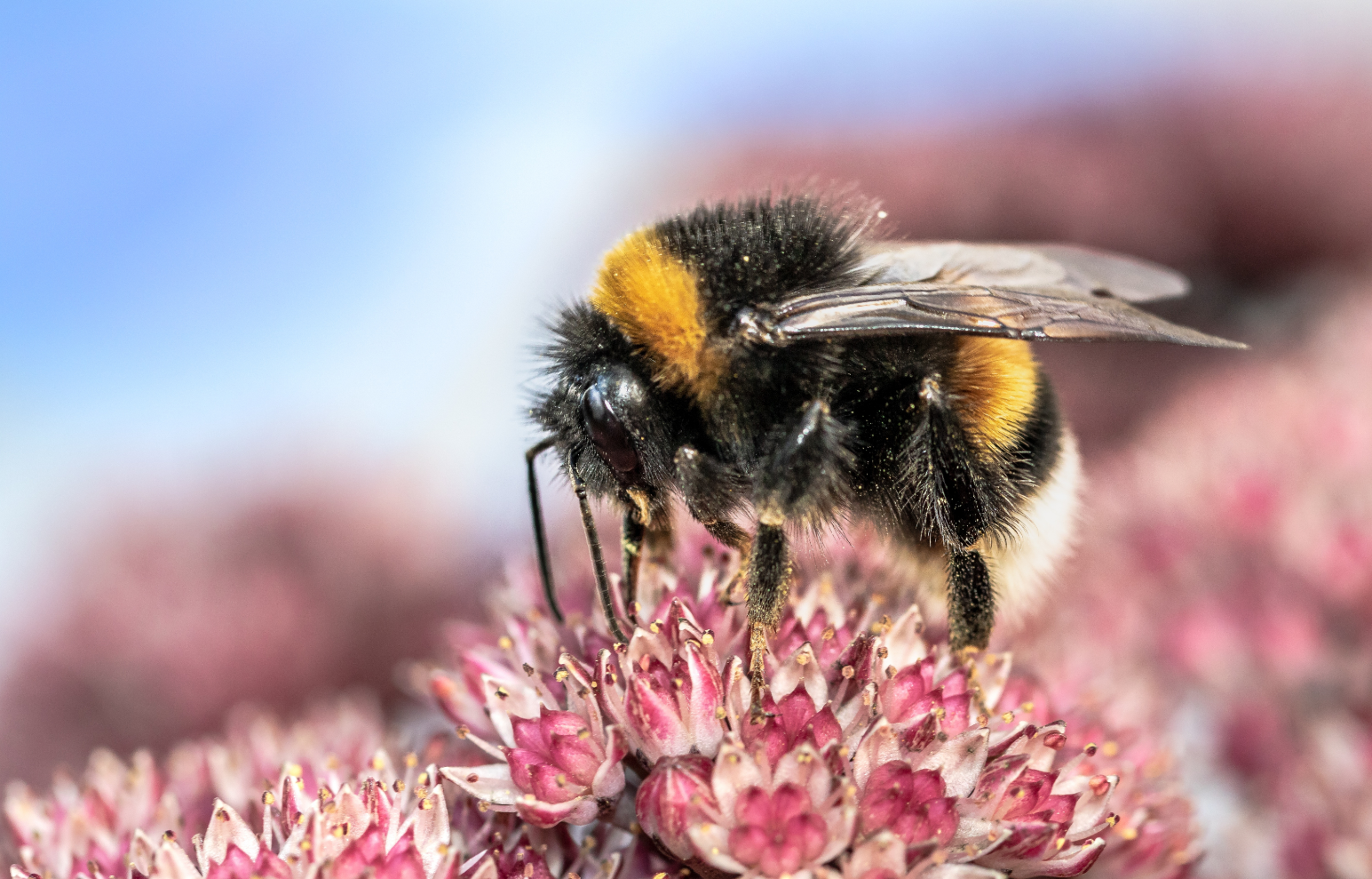 California’s bumble bees are vanishing - Earth.com