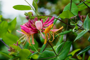Invasive plants are taking over Ohio’s forests • Earth.com