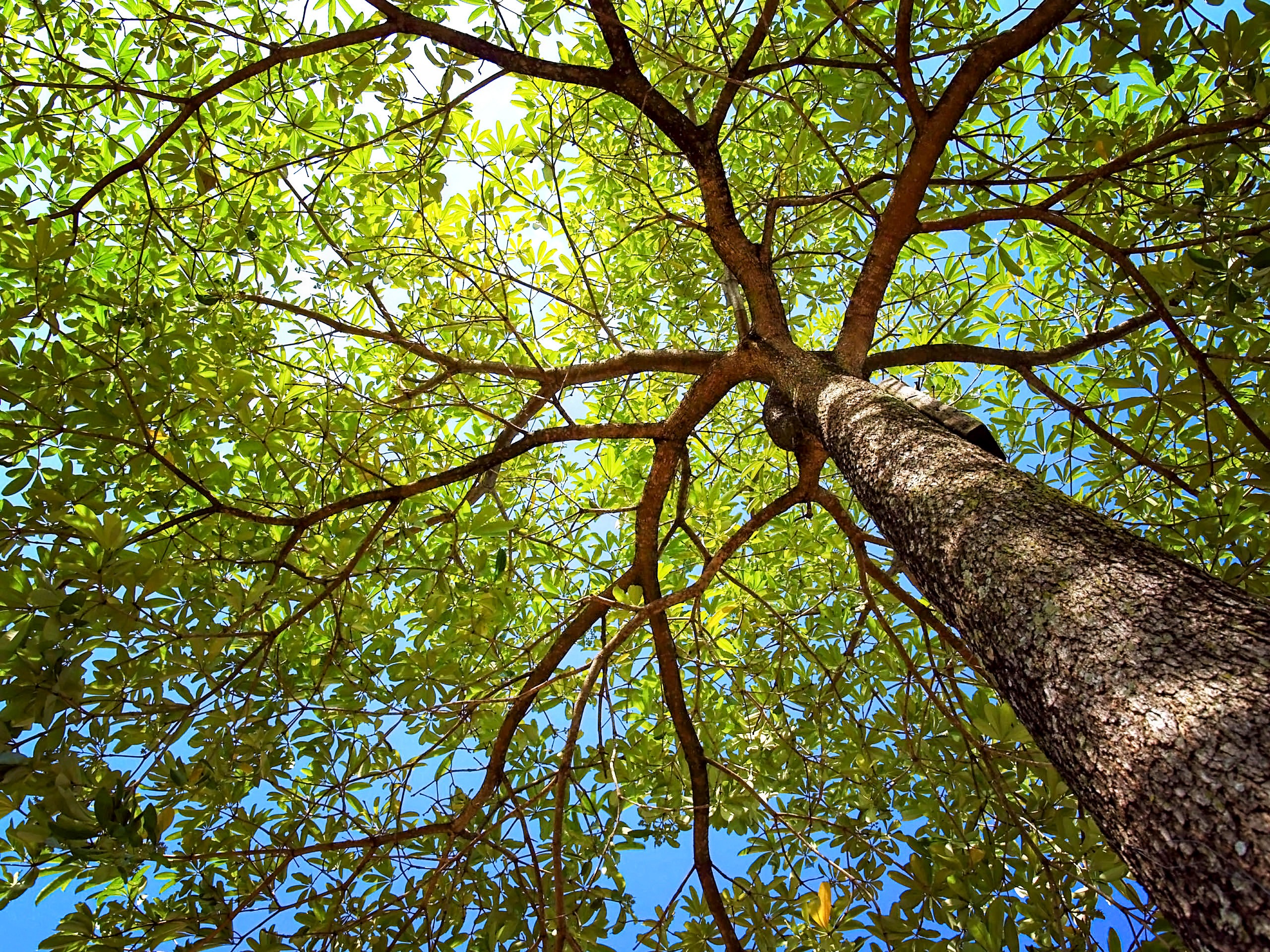 Human activity and poor protection threaten tree diversity worldwide ...