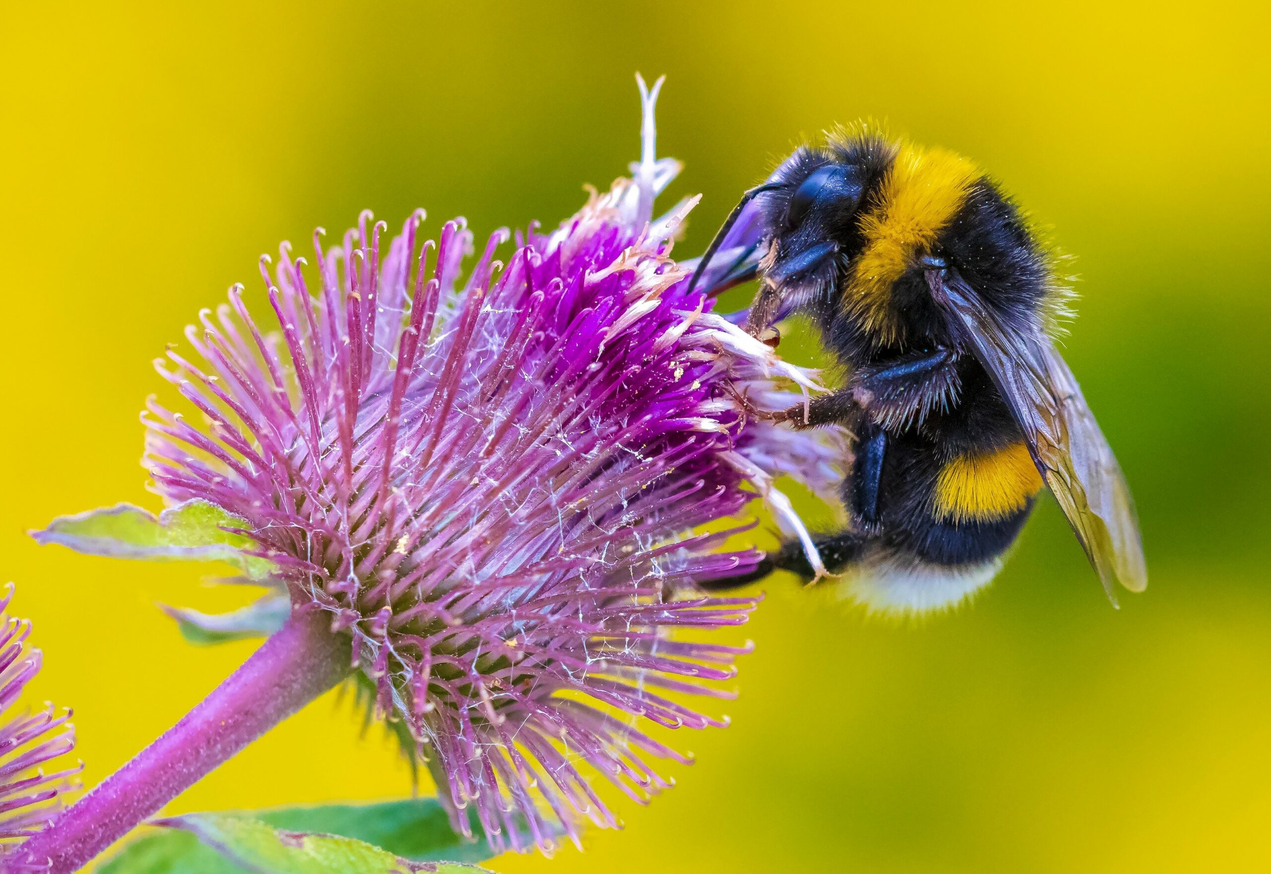 Temperature changes negatively impact bumblebees - Earth.com