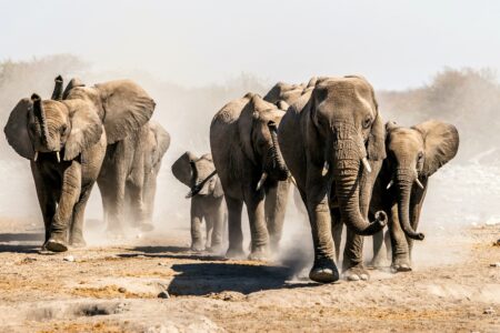 Vegetation is vanishing along elephant migration routes • Earth.com