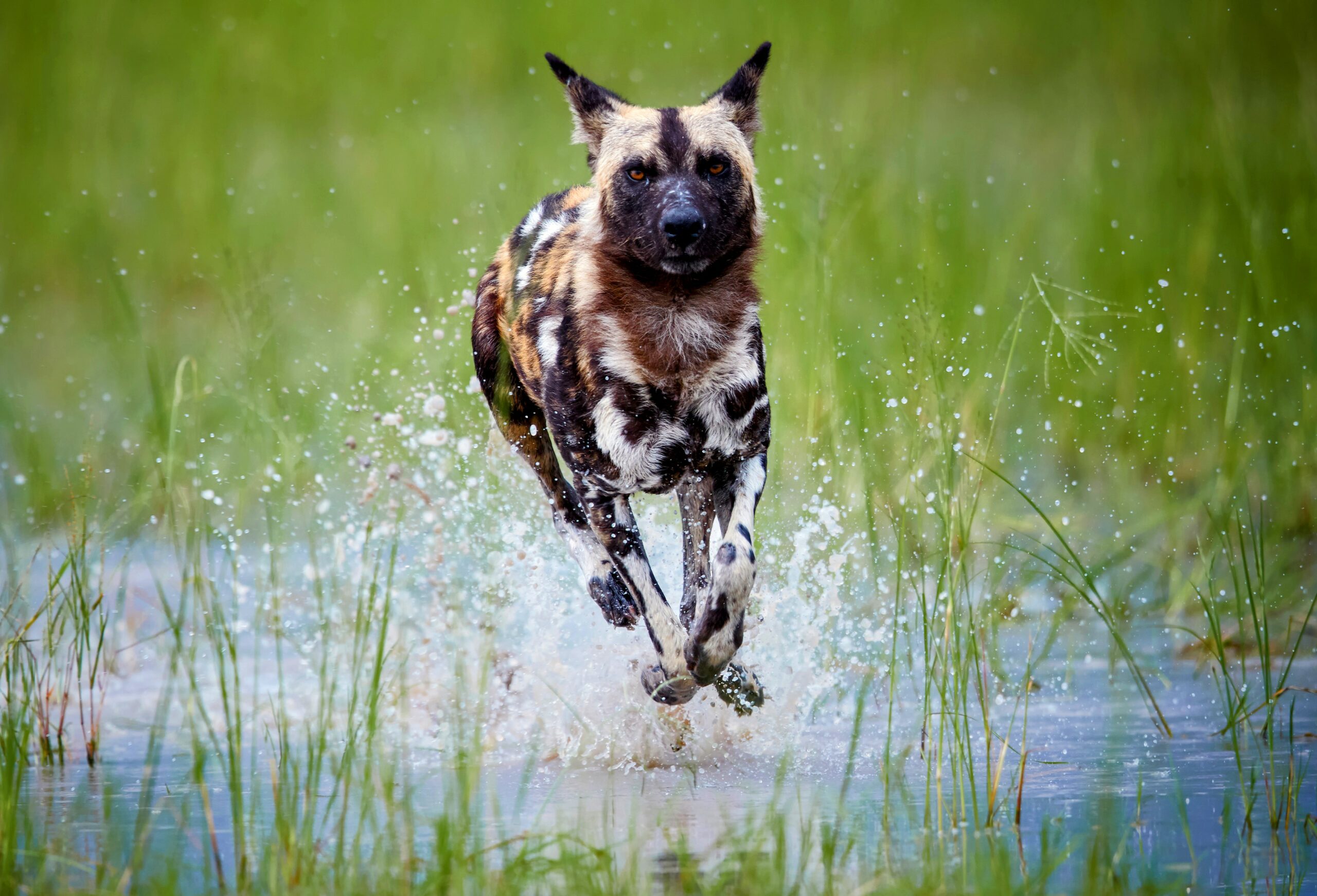 Top predators trapped by trying to adapt to climate change - Earth.com