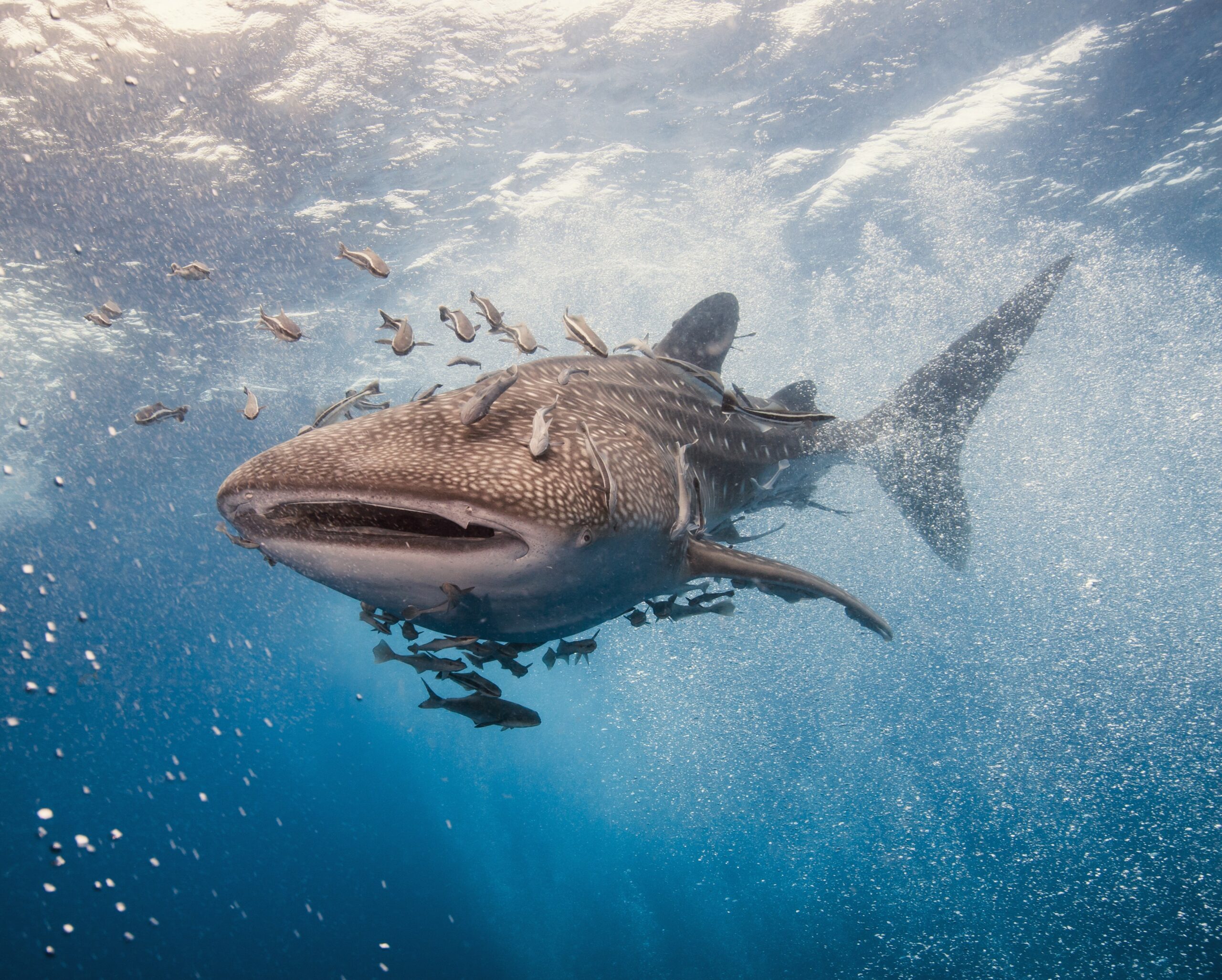 Tracking whale shark behavior is crucial for their protection - Earth.com
