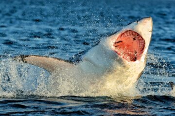 How and when did jaws evolve? • Earth.com
