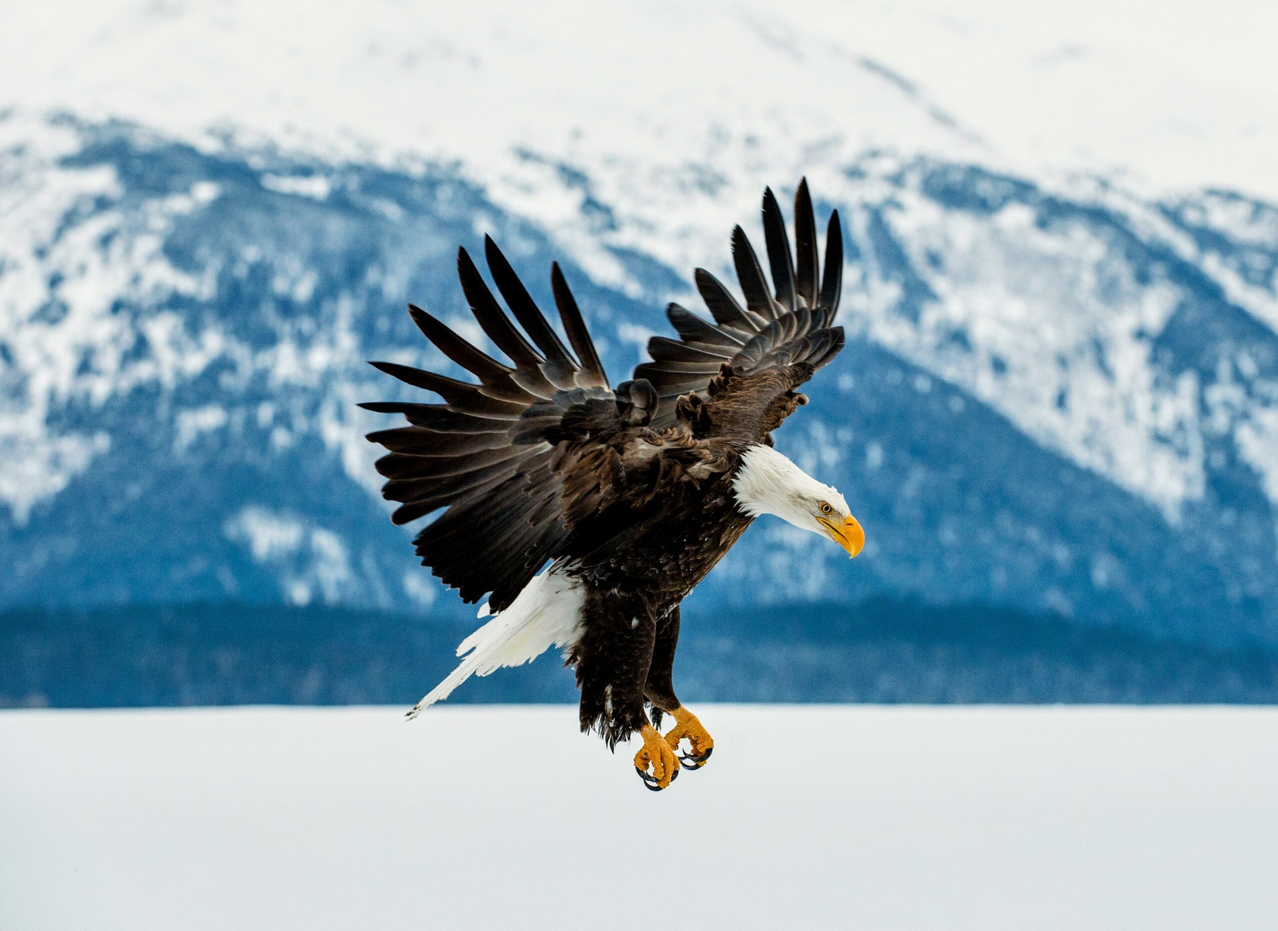 Birdwatching boosts Alaska's economy by hundreds of millions - Earth.com