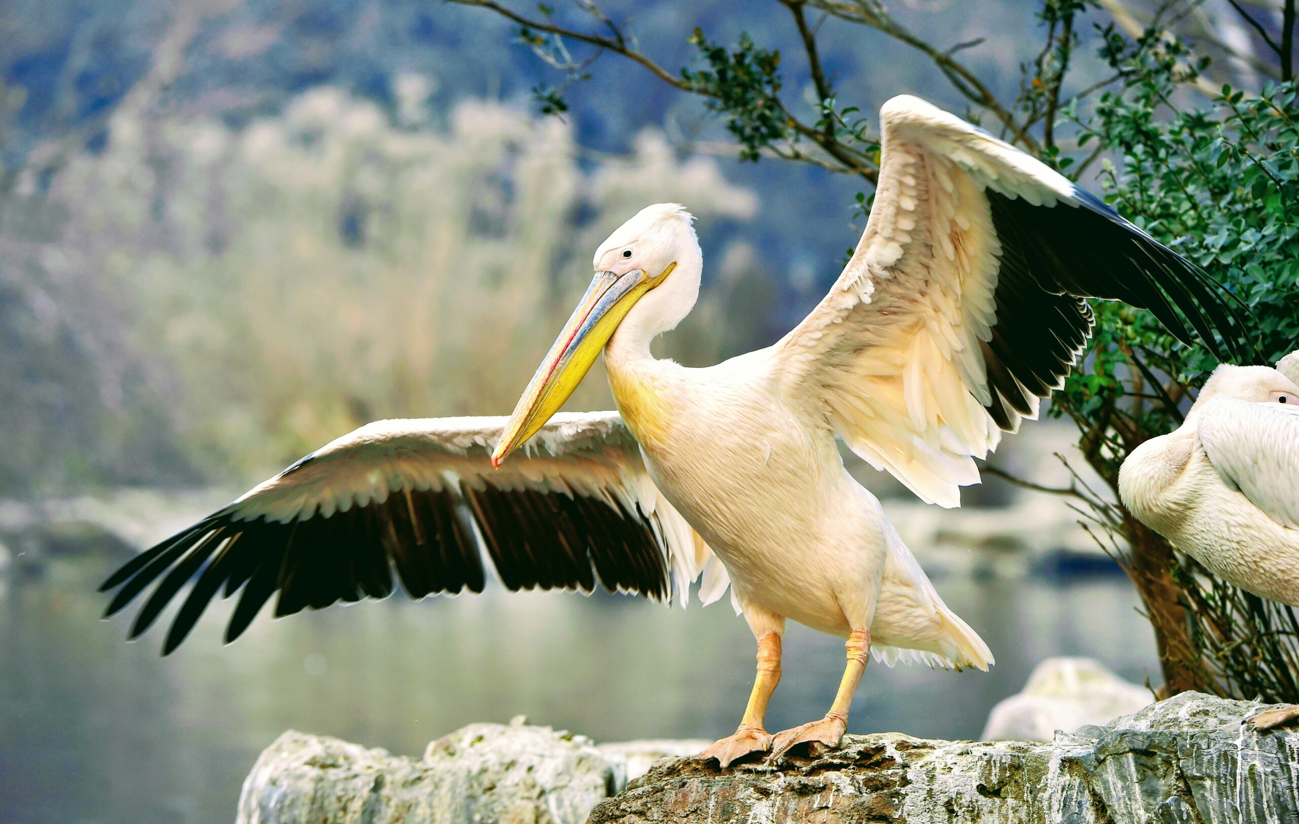 Some birds evolved bright colors to avoid collisions - Earth.com