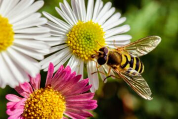 Study reveals key genes that drive insect migration • Earth.com