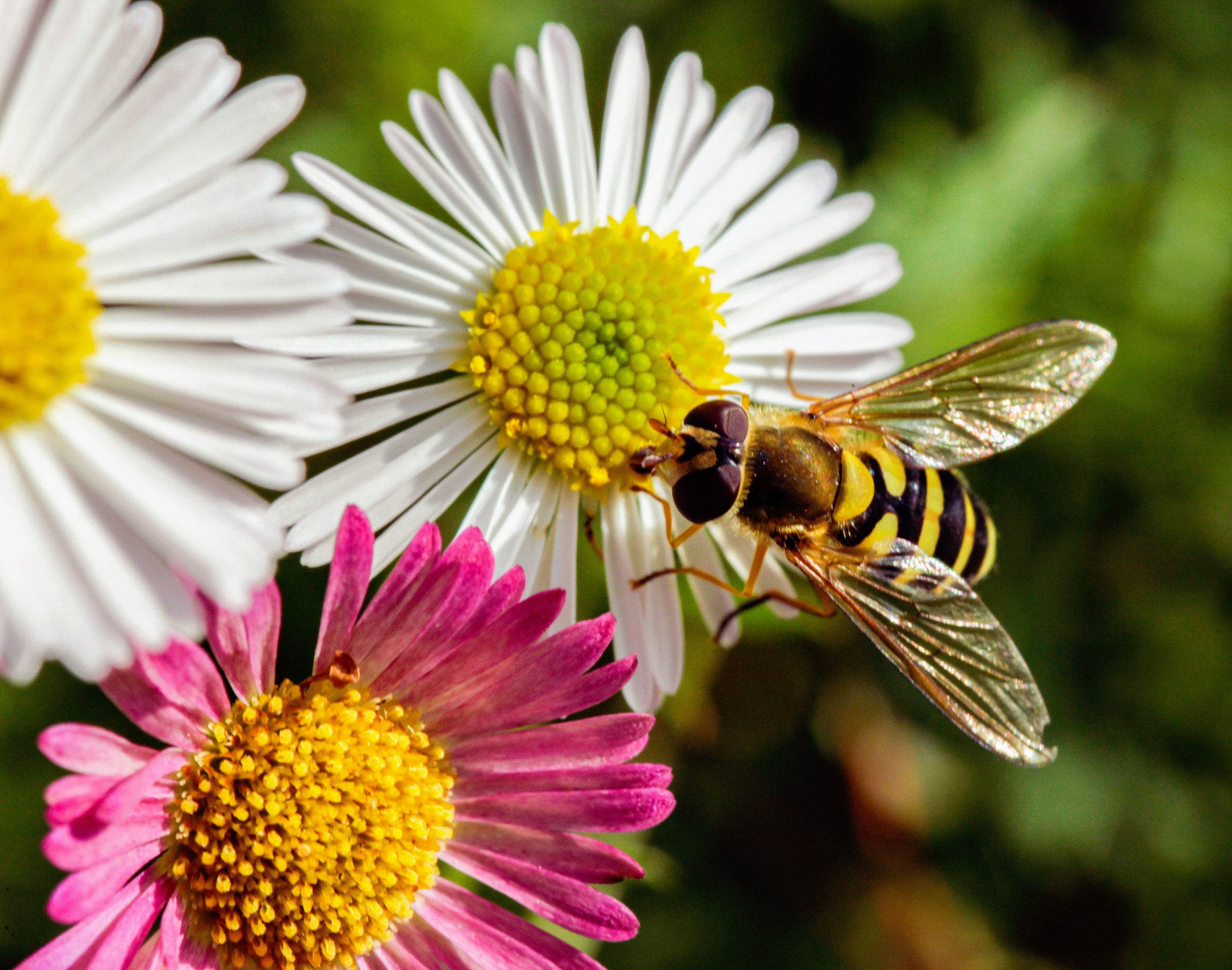 Study reveals key genes that drive insect migration - TrendRadars