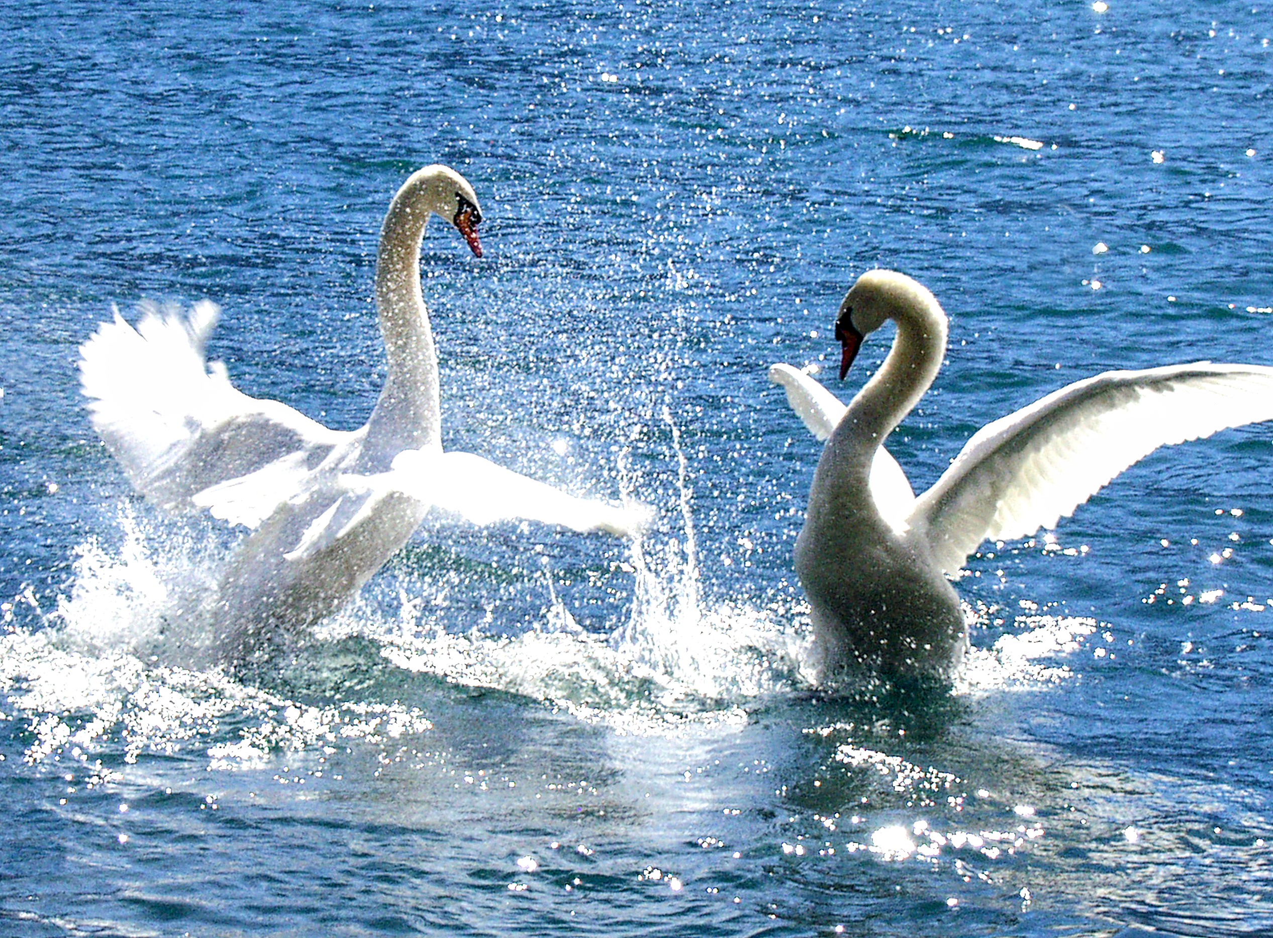 Swans sacrifice rest to defend their foraging areas - Earth.com