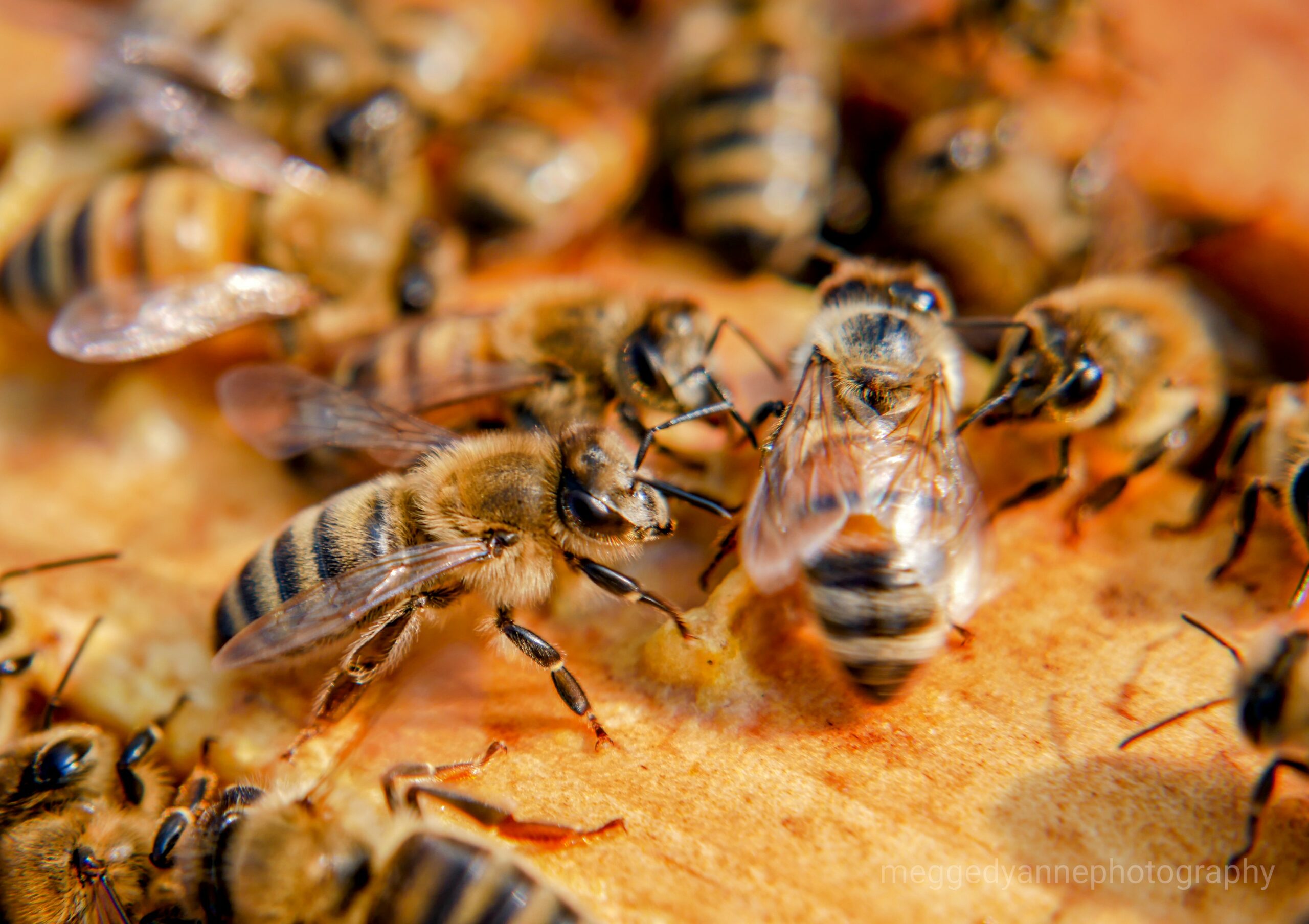 Bee waggle dance inspires new method of robot communication - Earth.com
