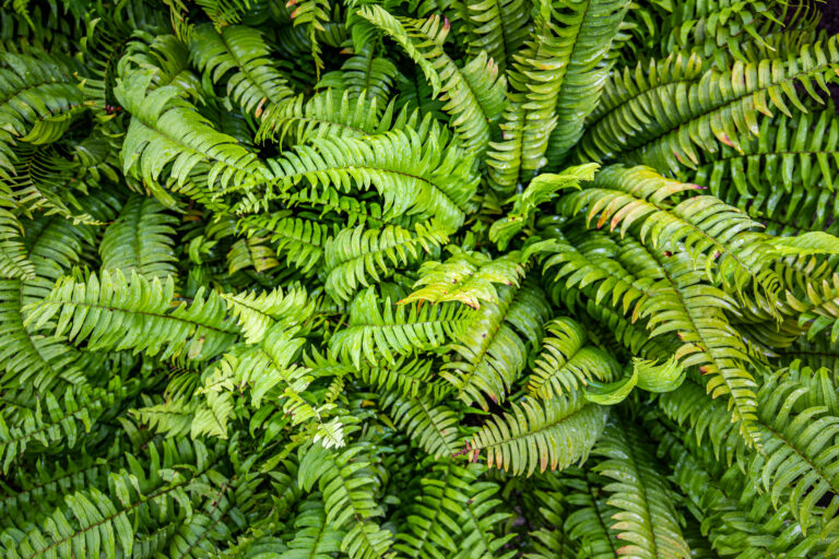 Seven new tropical forest ferns found hiding in plain sight • Earth.com