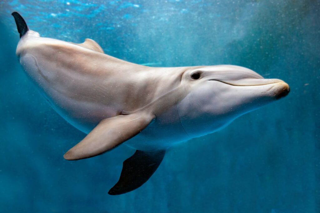 Dolphin DNA study reveals adaptations to local oceanography • Earth.com
