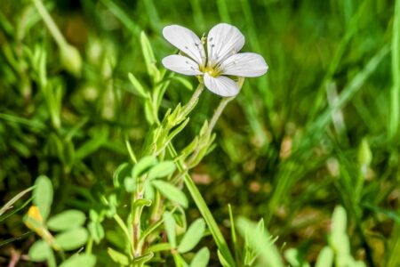 Rare plants are facing extinction in the Scottish mountains • Earth.com