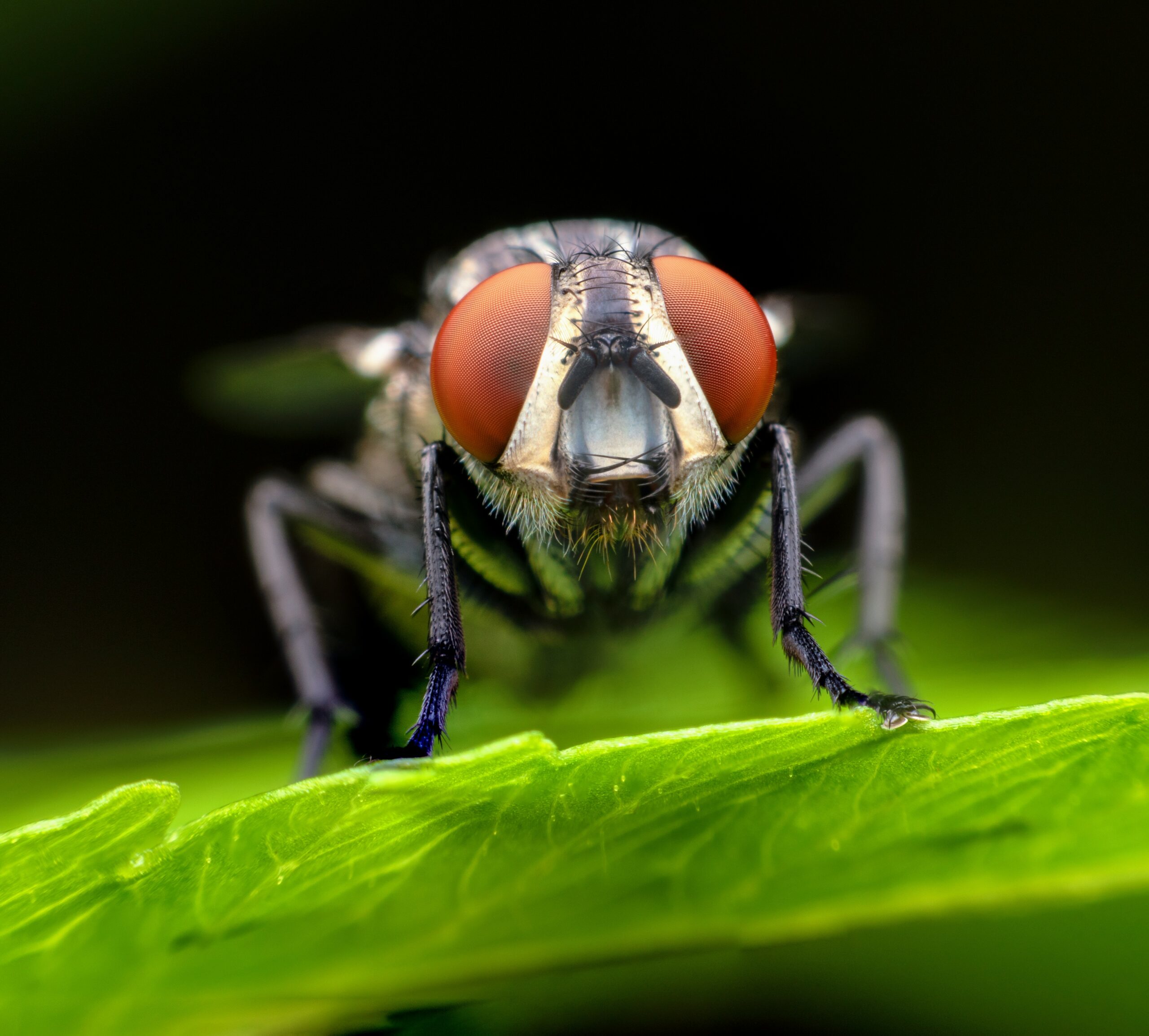 Fly fungus lures males to mate with female corpses - Earth.com