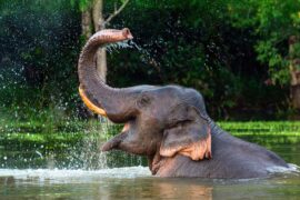 How an elephant's trunk performs like a Swiss Army knife • Earth.com