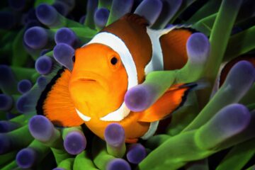 Clownfish adapt their size to fit their environment • Earth.com
