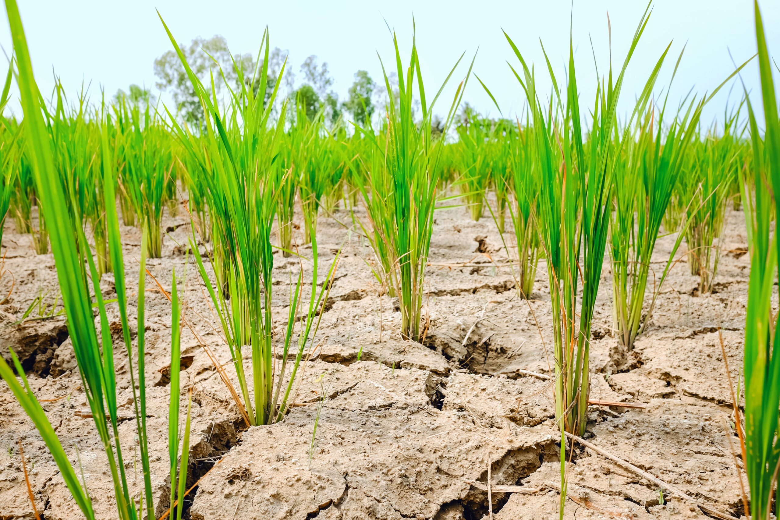 Study Reveals How Plant Roots Penetrate Hard Soil Earth