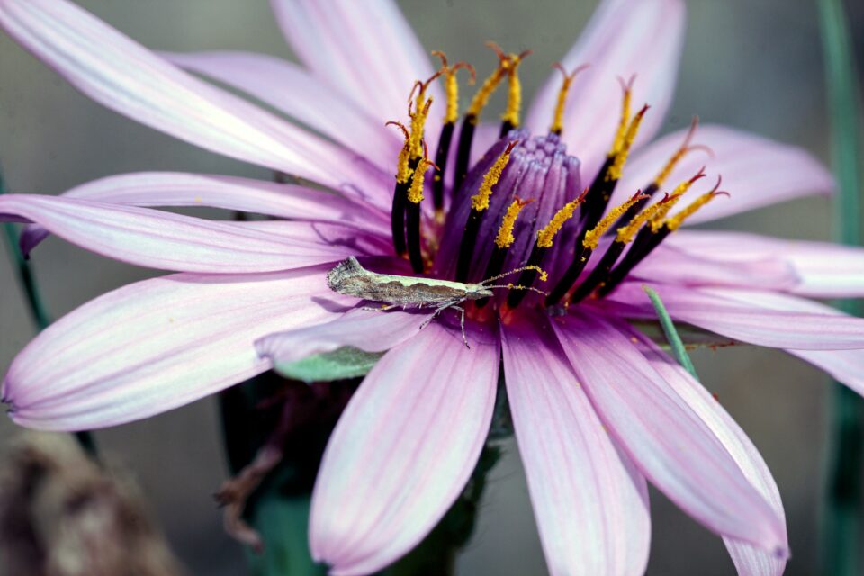 Insects have inherited hundreds of genes from microbes • Earth.com