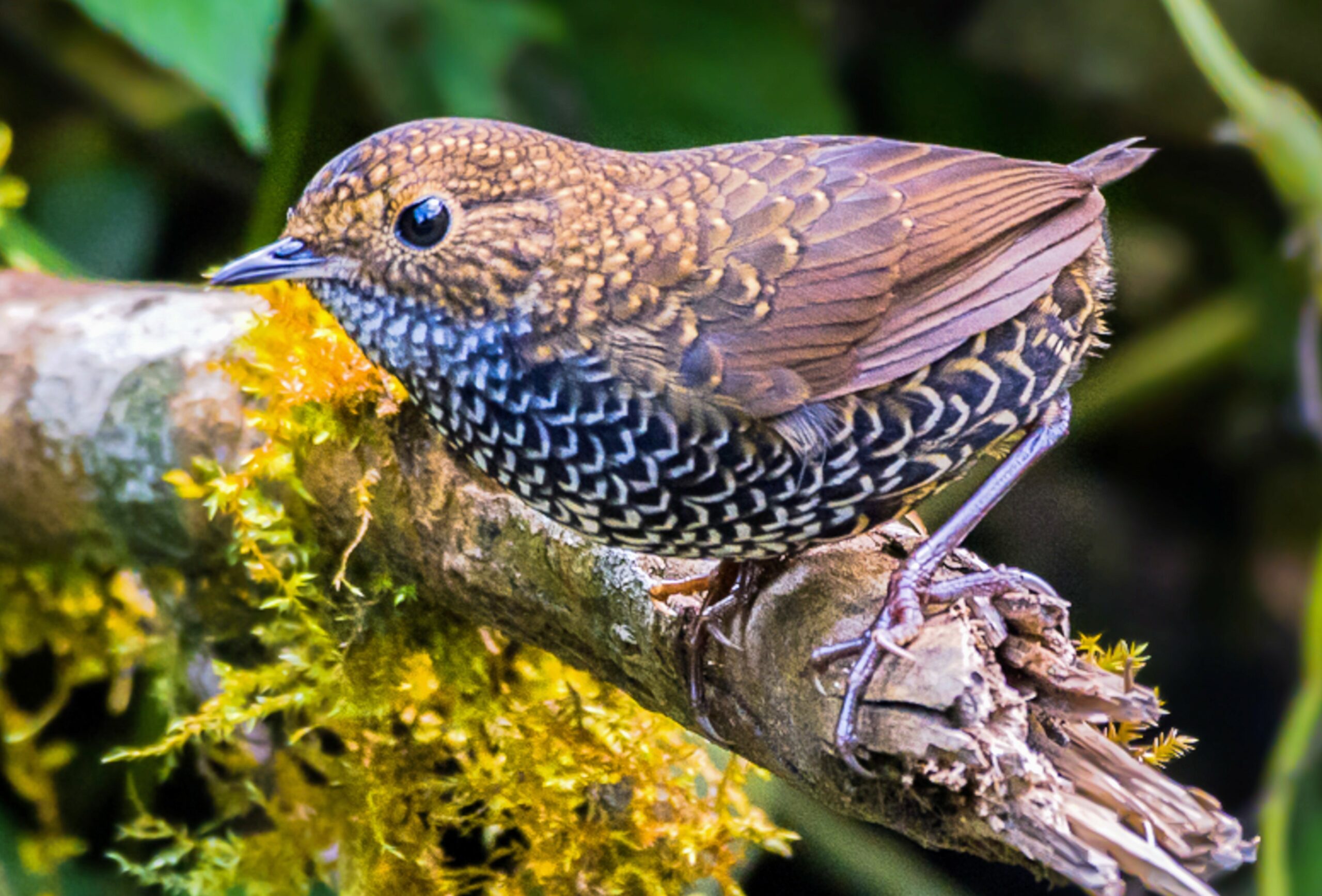 Songbird keeps time better than some professional musicians - Earth.com