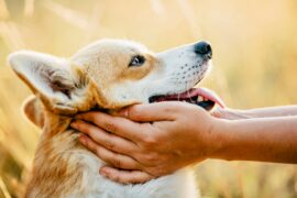 People have deep emotional connections with their dogs • Earth.com