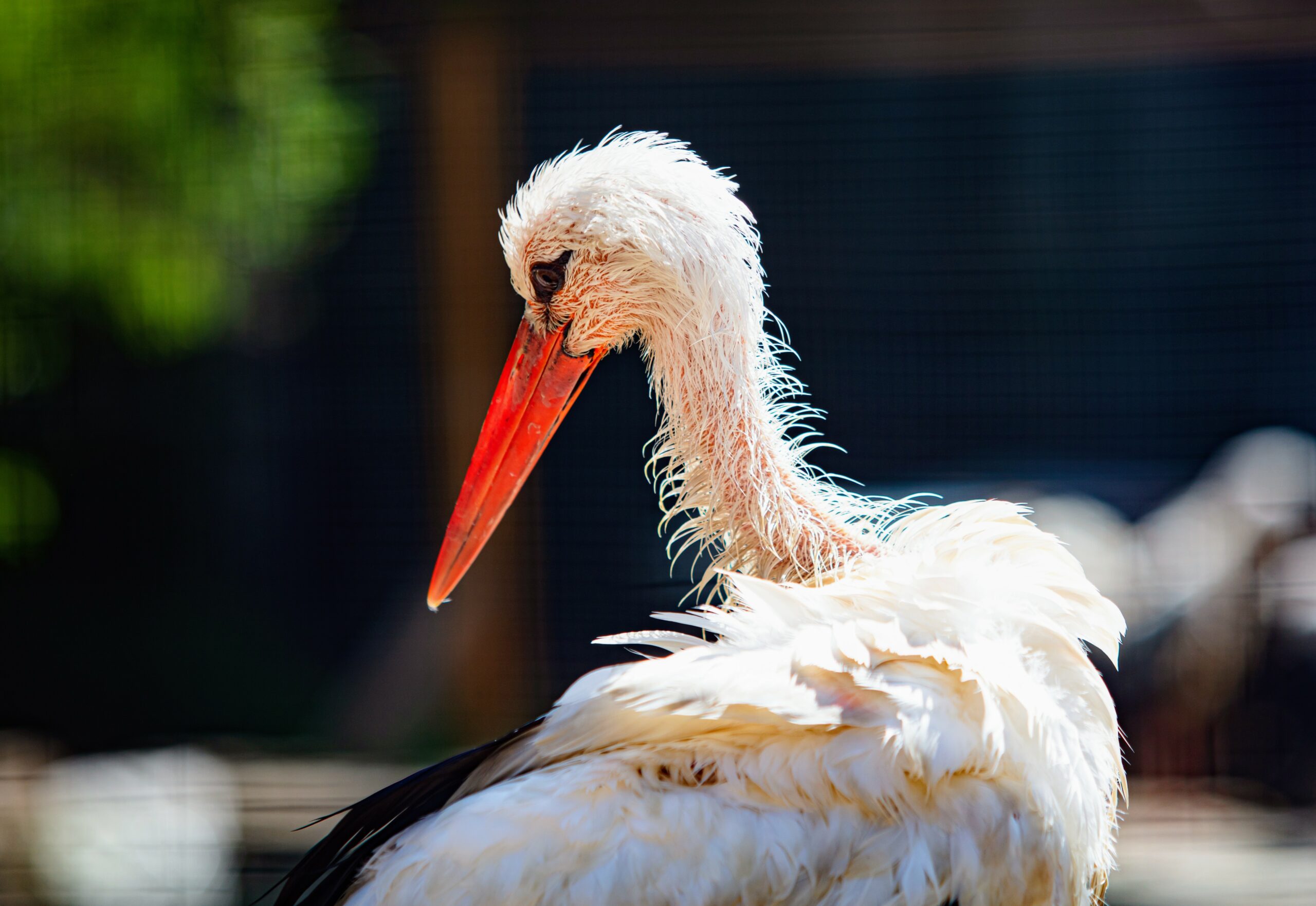 Animals with infections are less able to adapt and survive - Earth.com