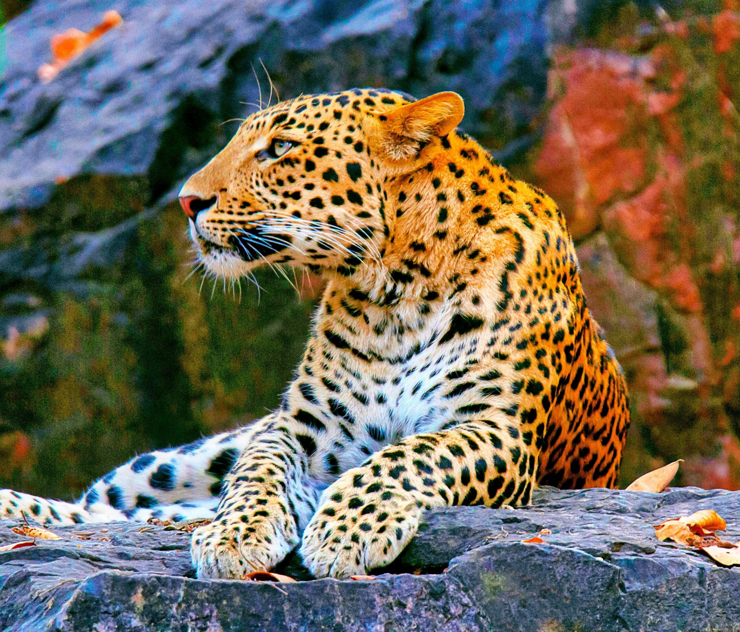 Large carnivores need protection to avoid extinction - Earth.com