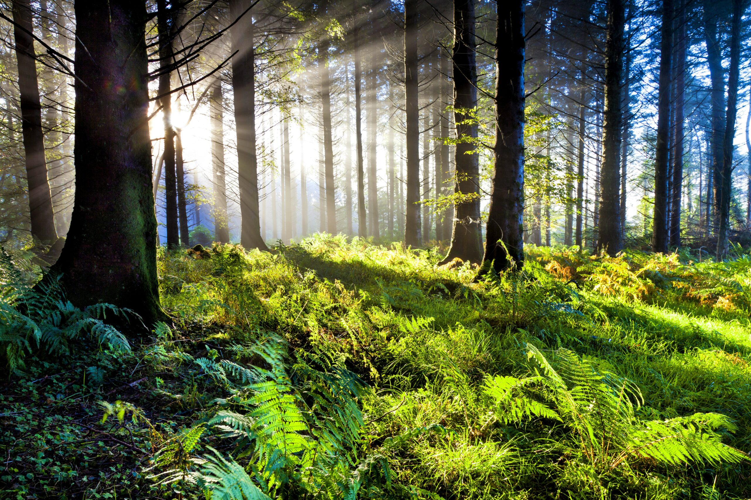 Study sheds light on the evolution of ferns - Earth.com