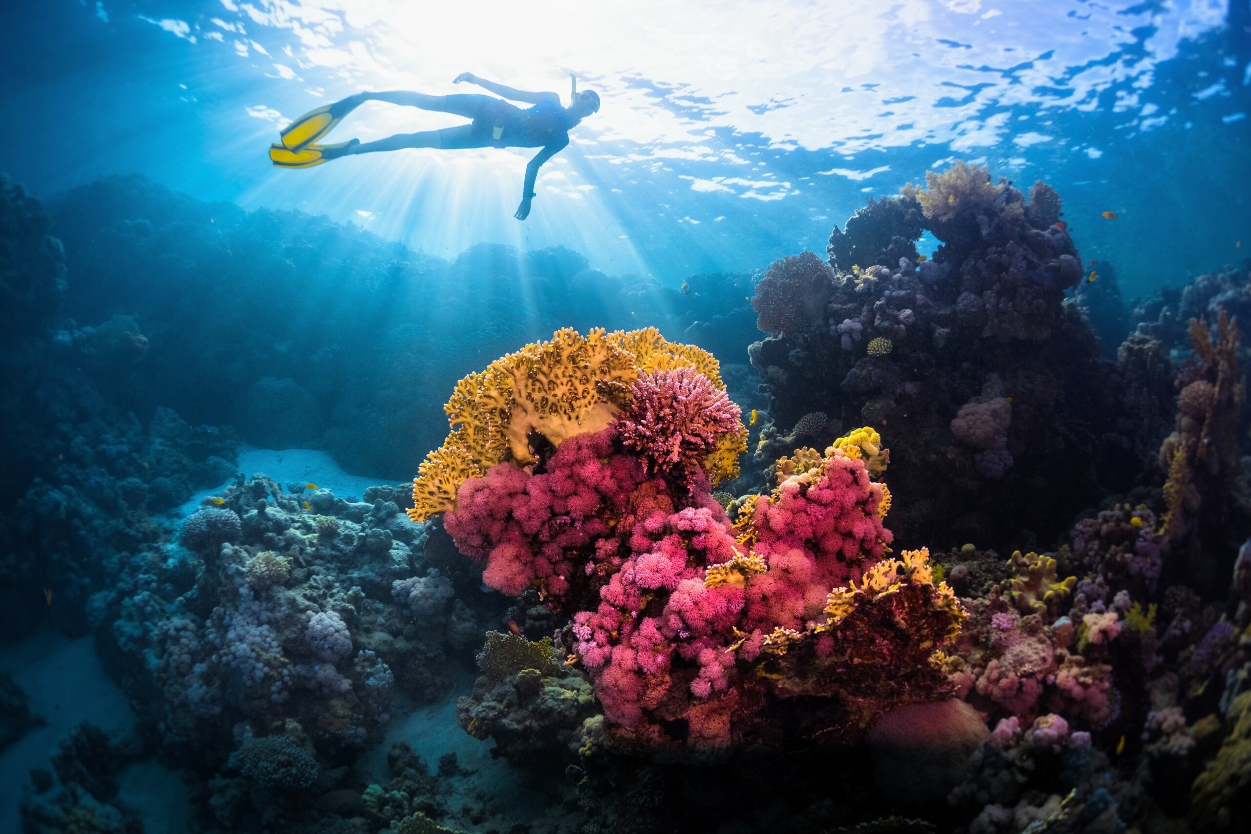 Coral reproductive capacity decreases with depth - Earth.com