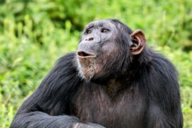 Chimpanzees use vocal communication to coordinate hunting • Earth.com