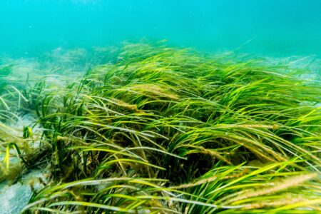 Ancient genetics shape modern eelgrass populations • Earth.com