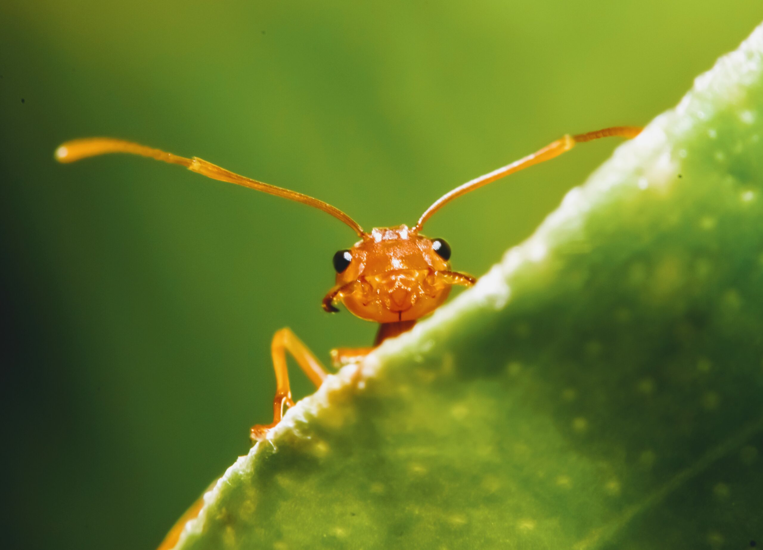 "Treasure map" will help experts find new ant species - Earth.com