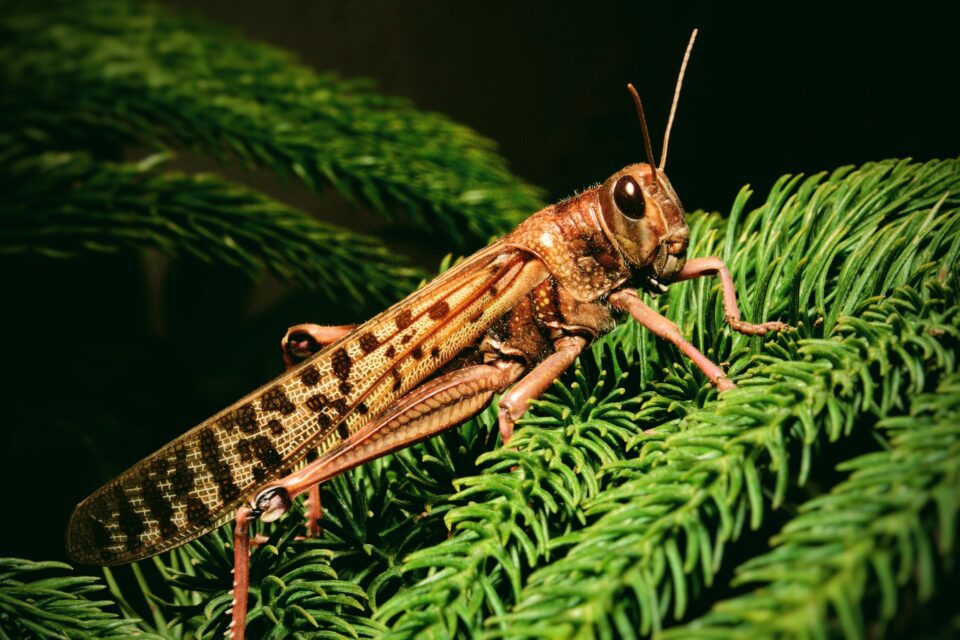 Locusts can detect cancer in humans • Earth.com