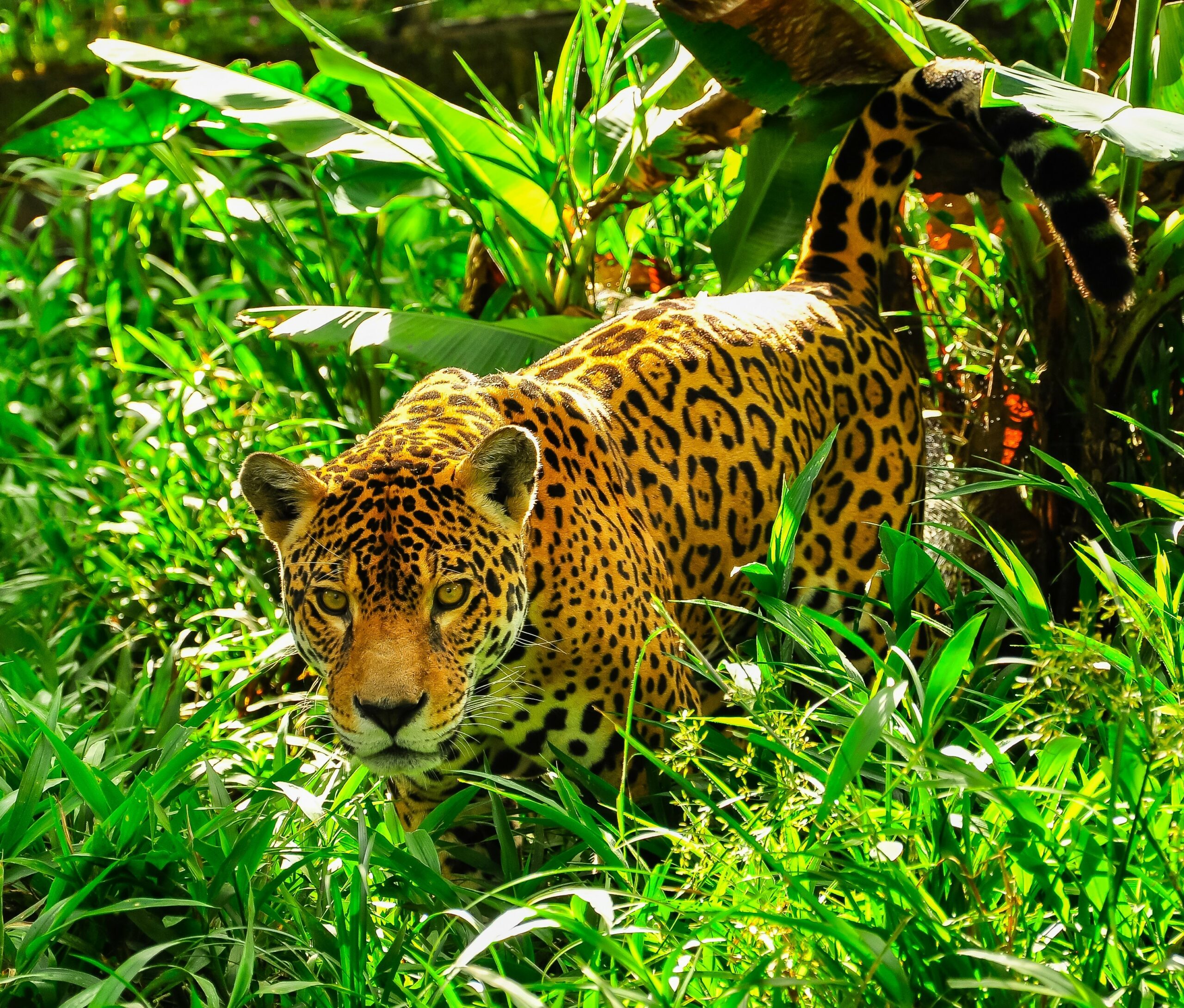Biodiversity loss weakens ecosystem functioning - Earth.com