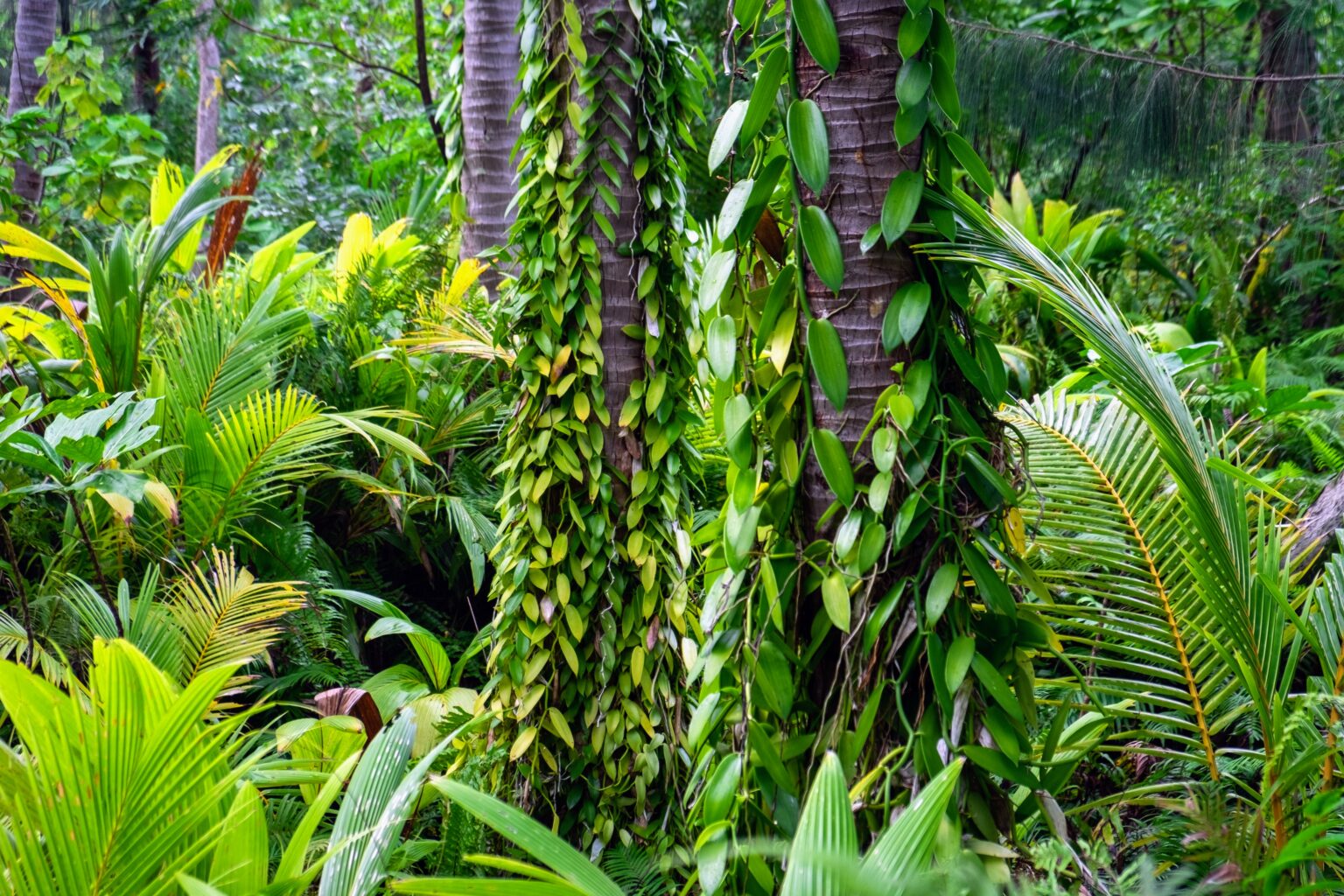 Vanilla cultivation can boost biodiversity in Madagascar • Earth.com