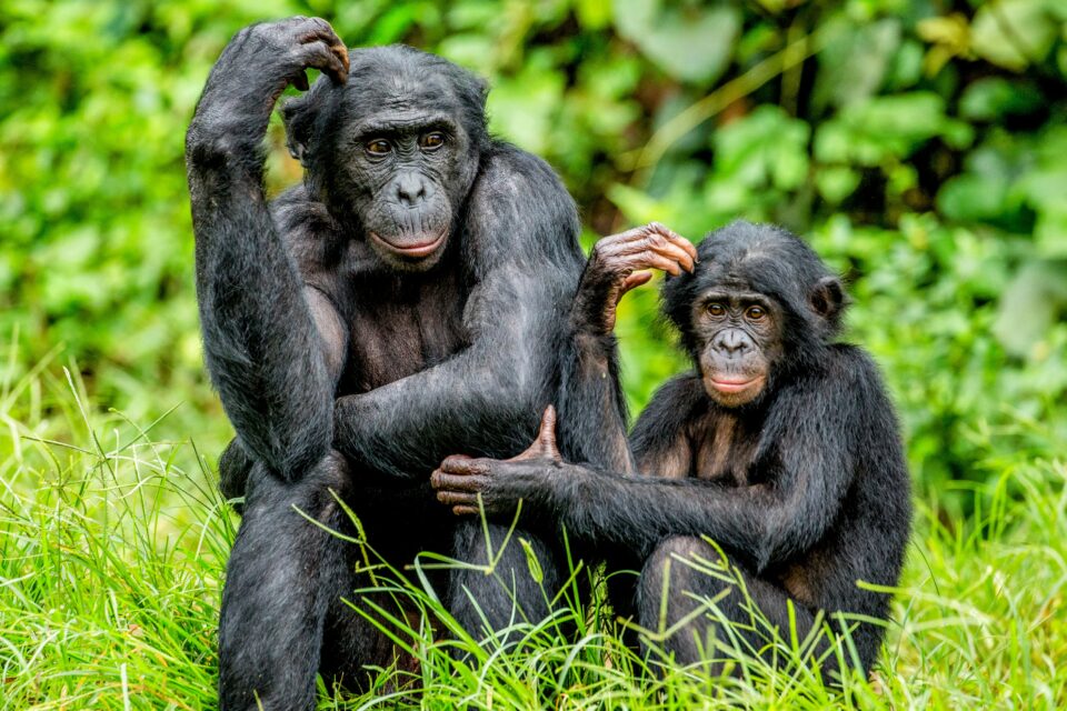 Primates have greater diversity on Indigenous lands • Earth.com