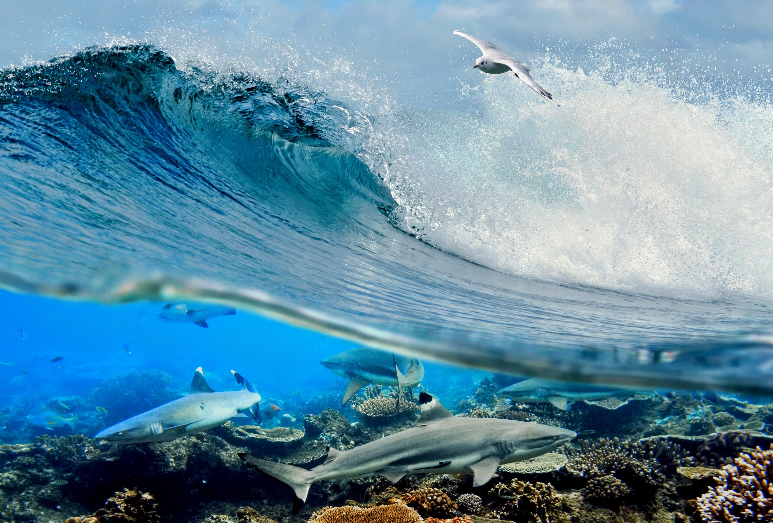 Compound events could irreversibly damage the ocean - Earth.com