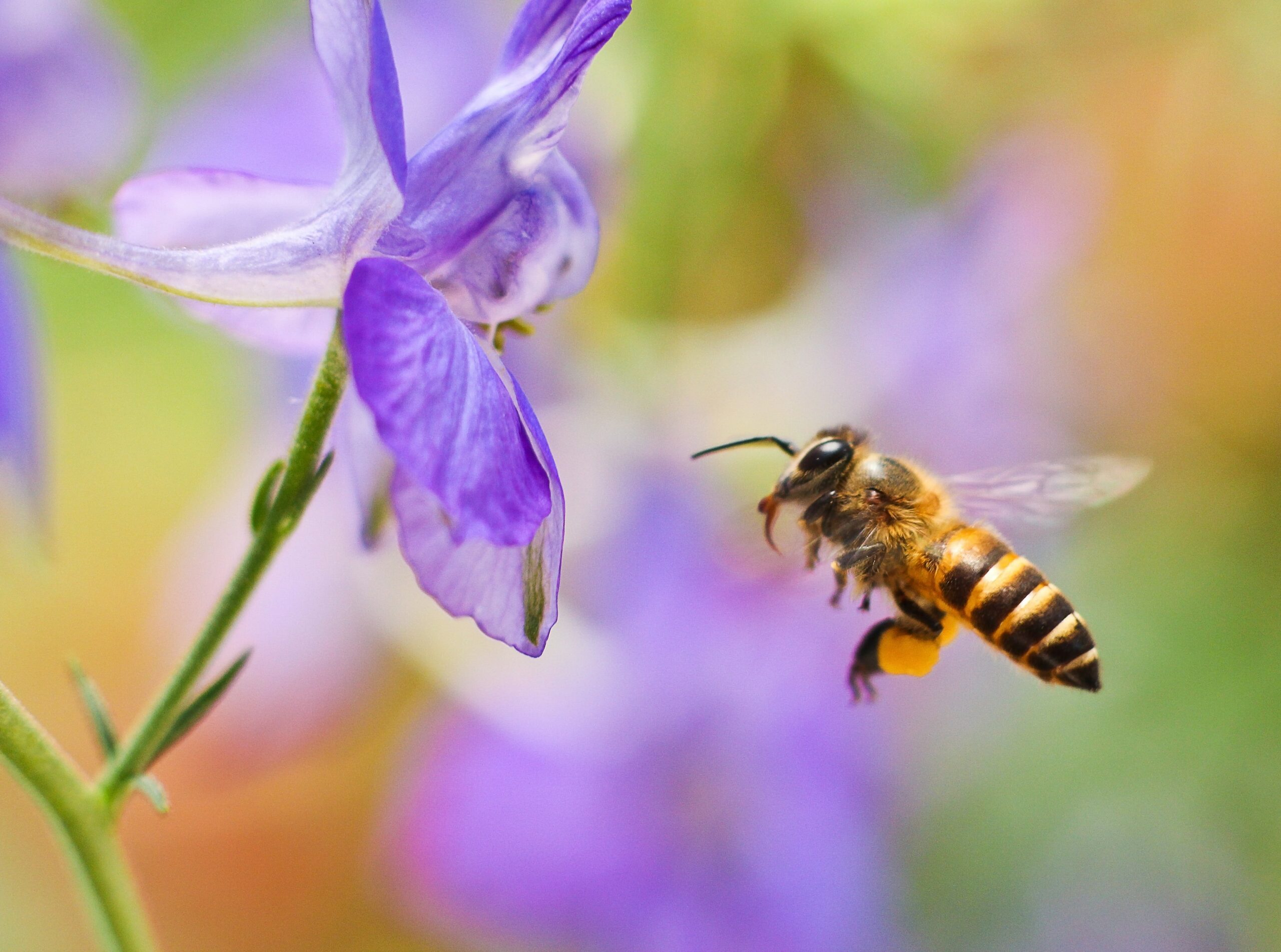 Honey Bees Cannot Fly Straight After Ingesting Pesticides Earth Honey Bees Cannot Fly Straight After Ingesting Pesticides Earth