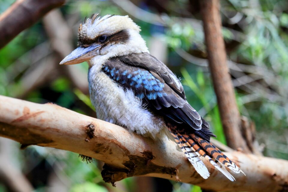 Backyard bird diversity declining across Australia • Earth.com