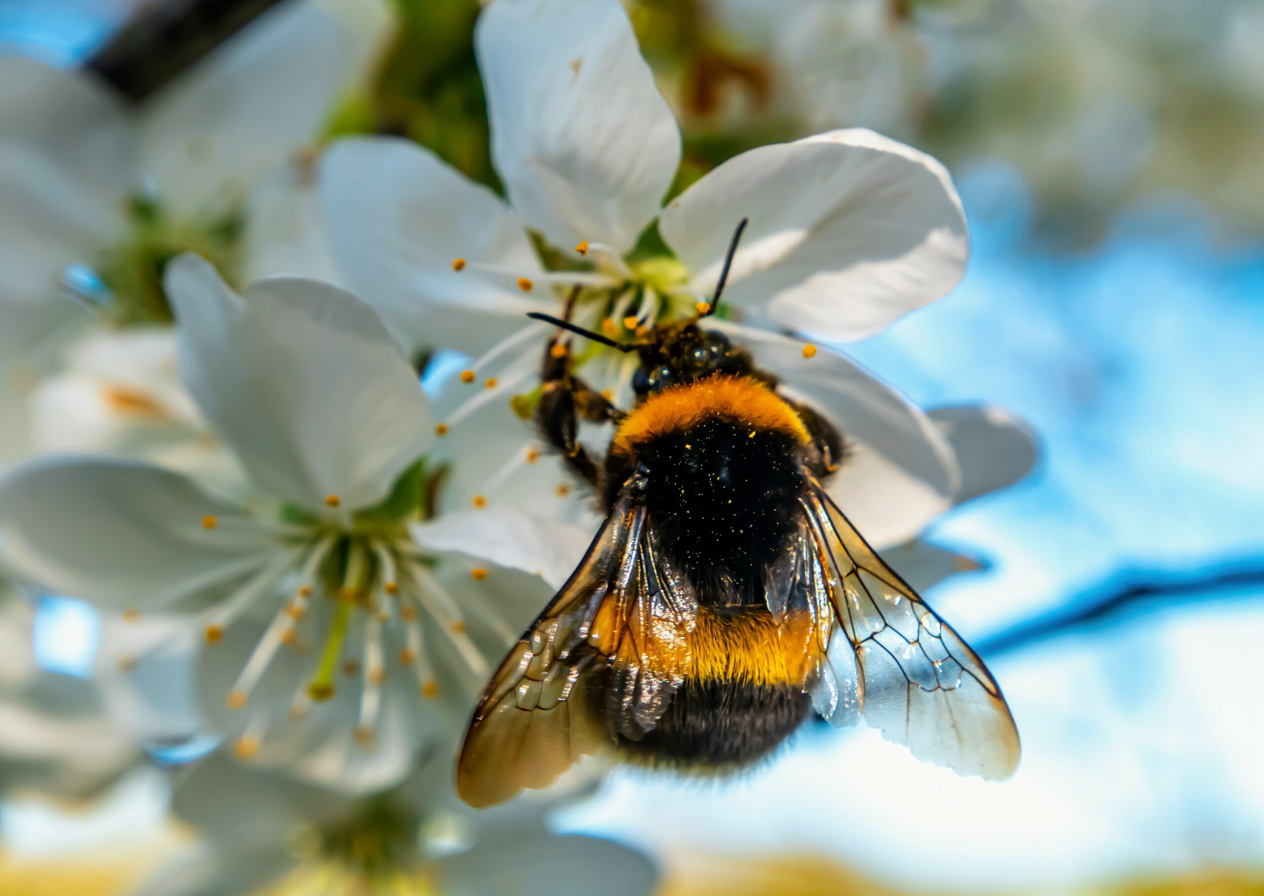Bumblebees increasingly stressed over the past century - Earth.com