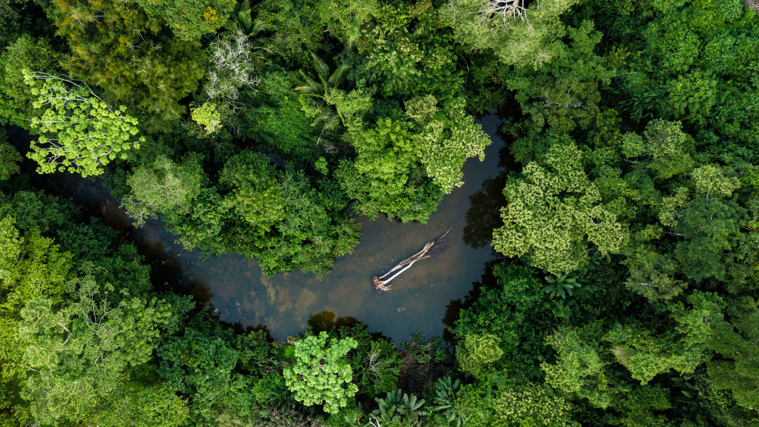 Monitoring deforestation in the Amazon through sounds - Earth.com