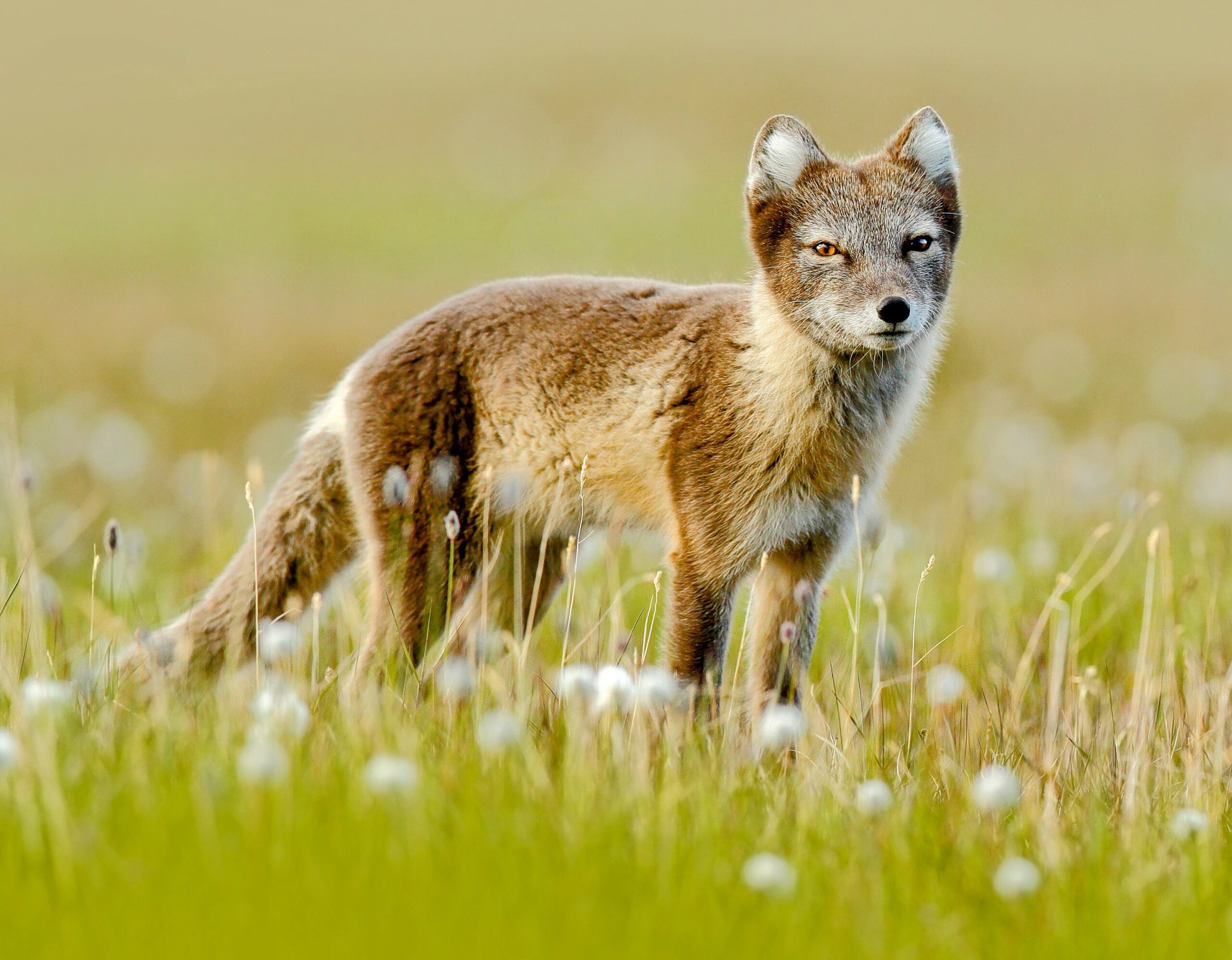 Which animals are most affected by extreme weather? - Earth.com