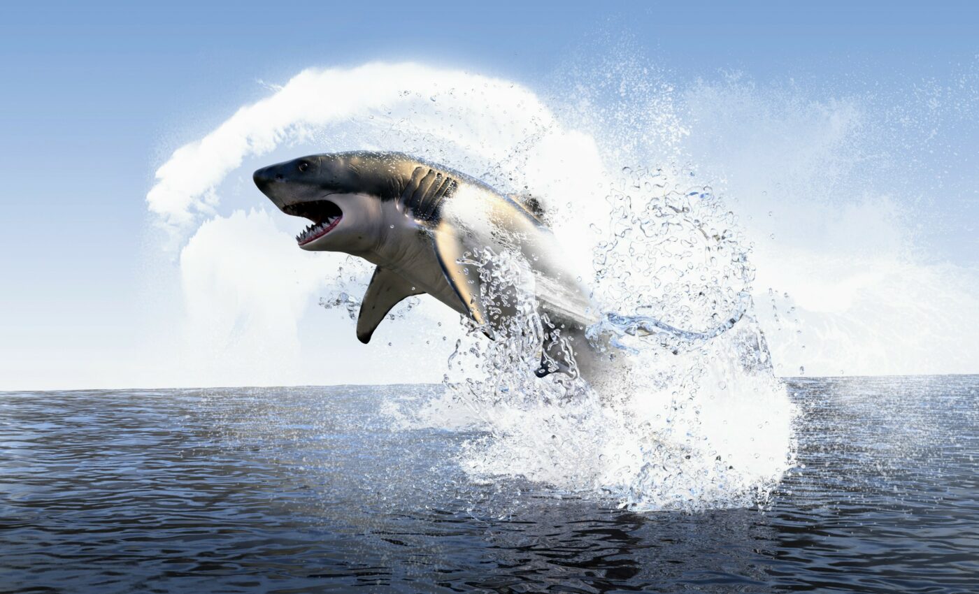 Megalodon Shark In A Wave