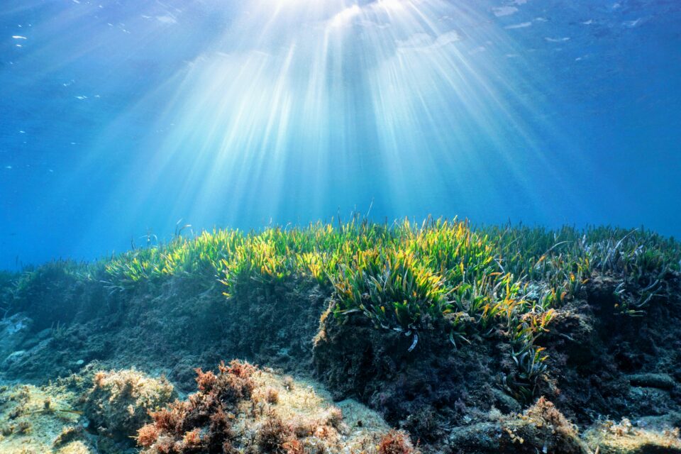 Noise pollution is impacting life on the seafloor • Earth.com