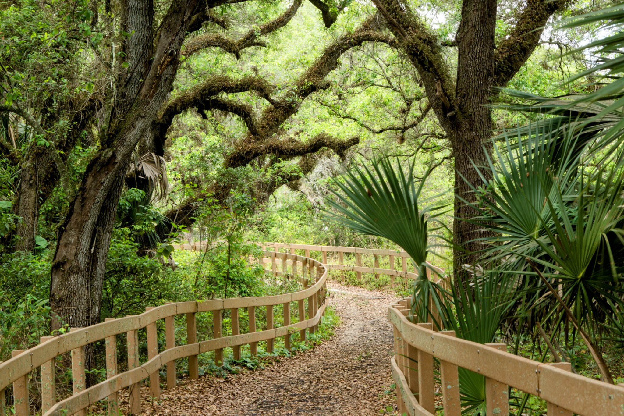 At least 1 in 9 native trees in the U.S. are threatened • Earth.com