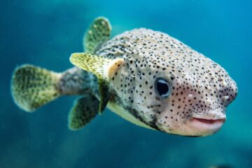 Fish grew larger as the oceans cooled over millennia • Earth.com