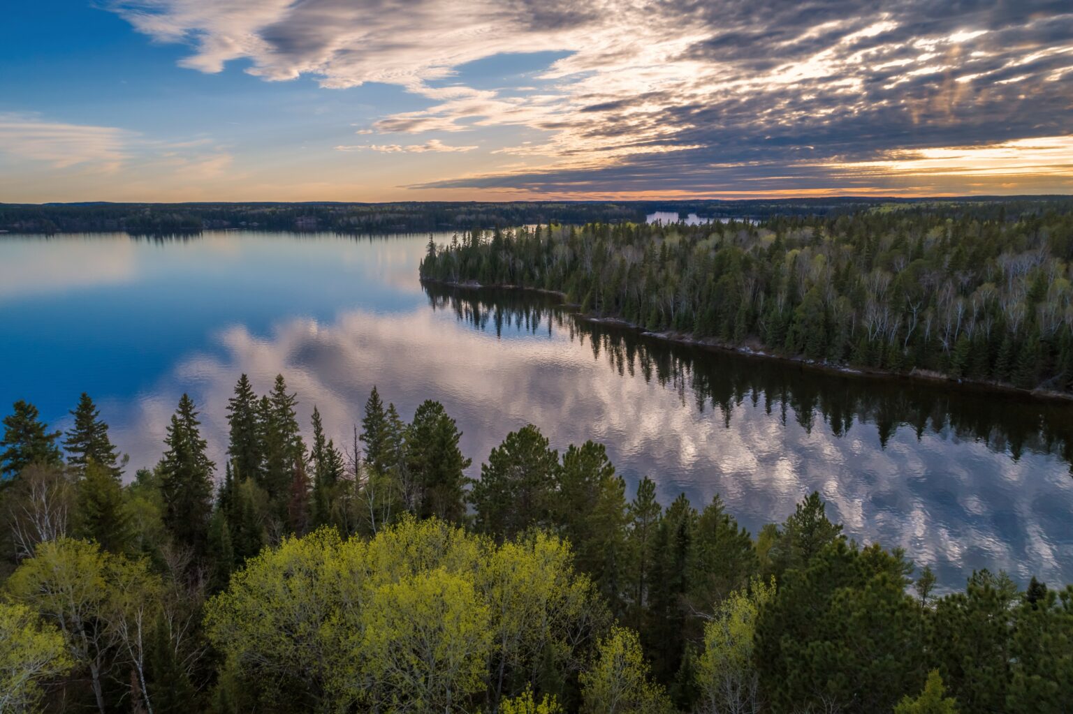 Northern forests are being transformed by global warming • Earth.com