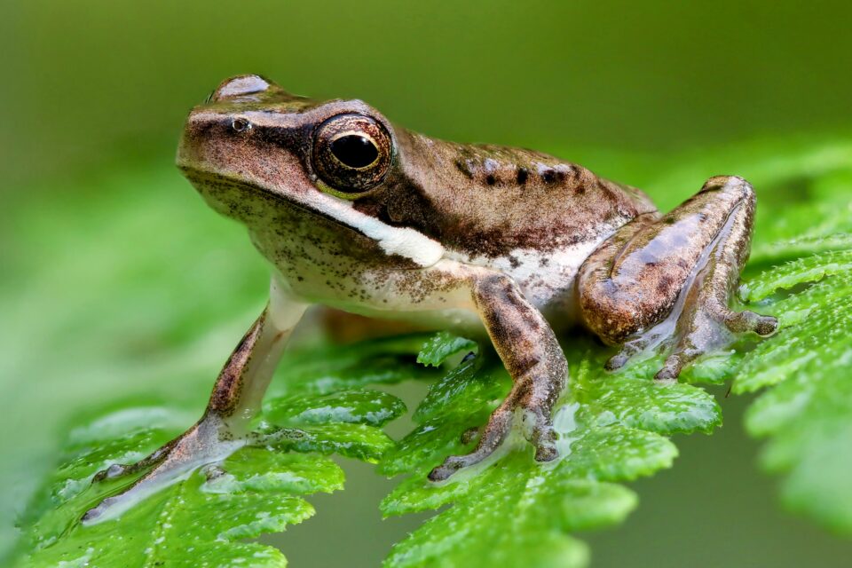 Why do frogs have fused forearms? • Earth.com